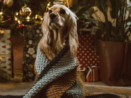 Tienda para mascotas 🐶 ﻿Caseta para perros en || 2023